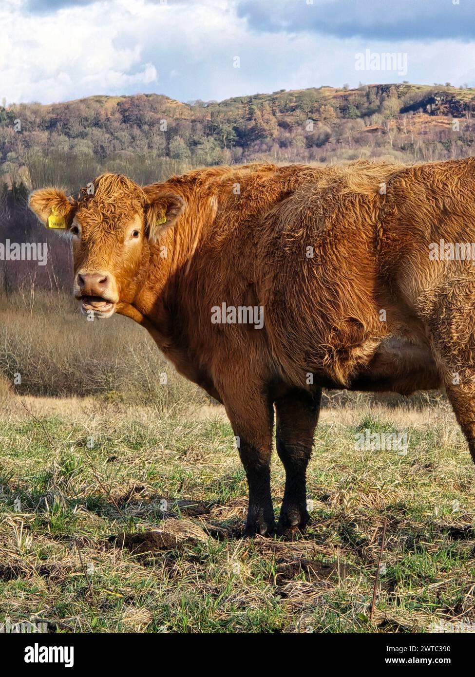 Cow grazing in grassy field with rocks outdoors Stock Photo - Alamy