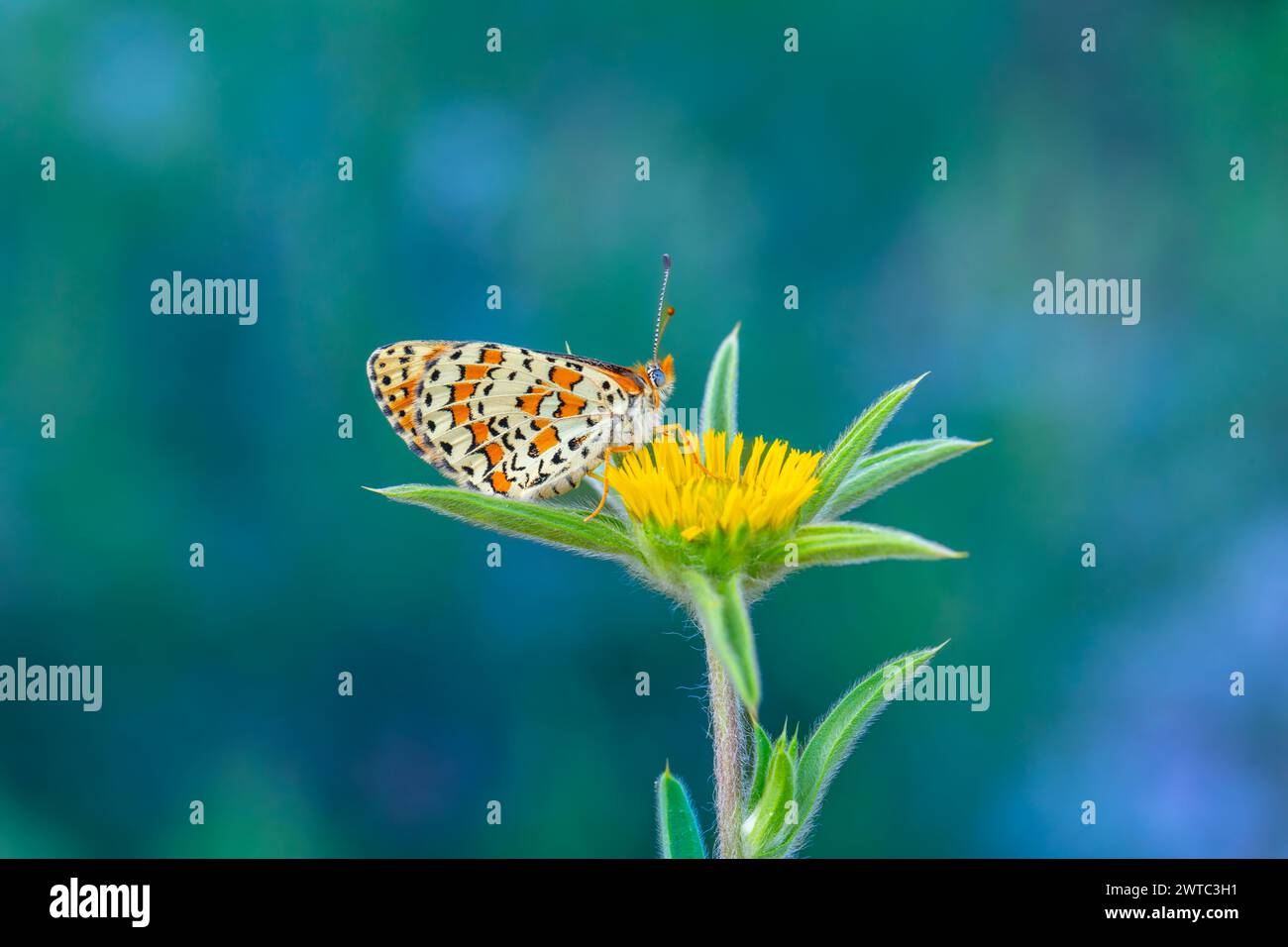 Beautiful iparhan butterfly ; Melitaea trivia ( Syriaca Stock Photo - Alamy