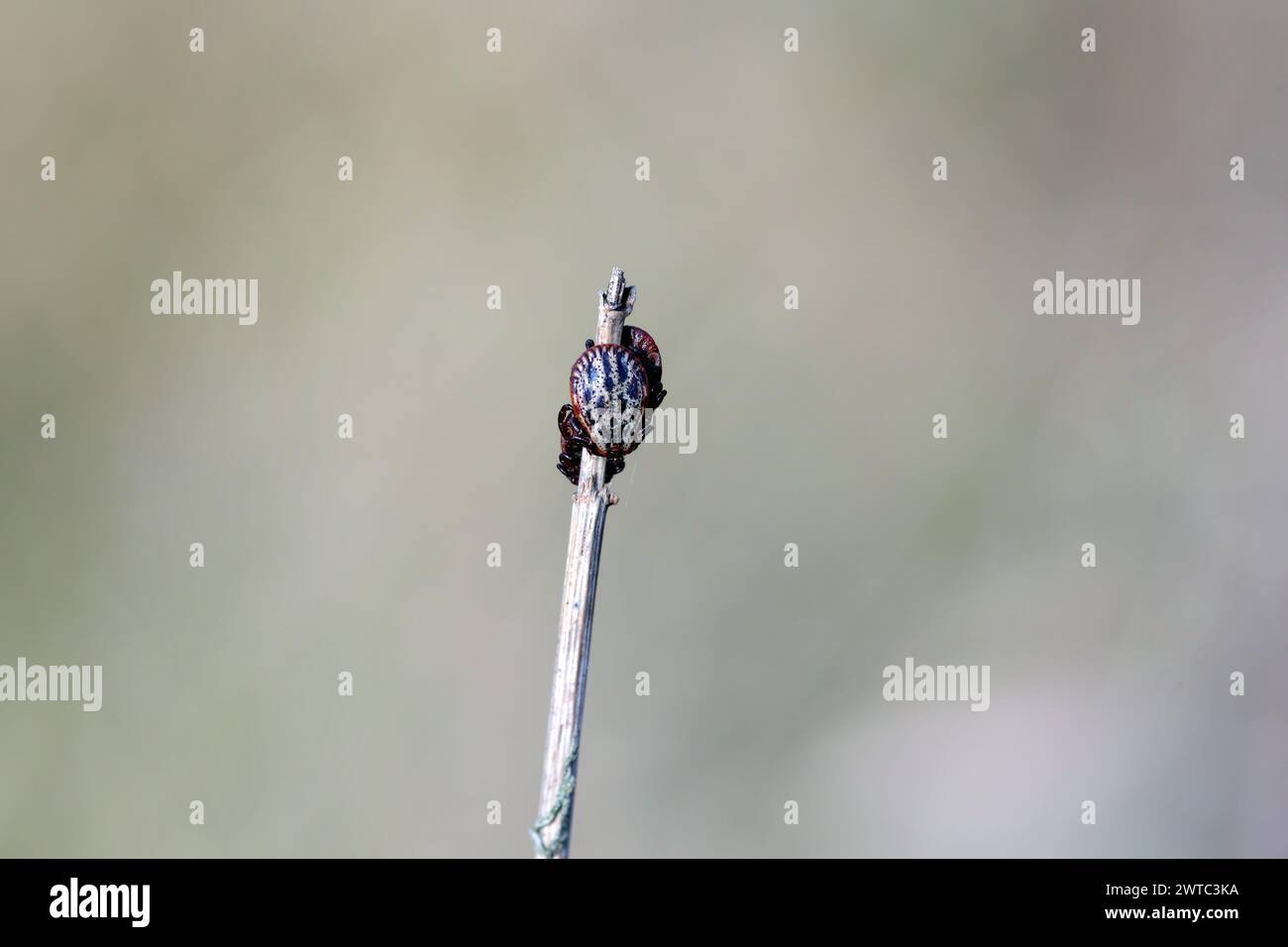 Hosts for ticks hi-res stock photography and images - Alamy