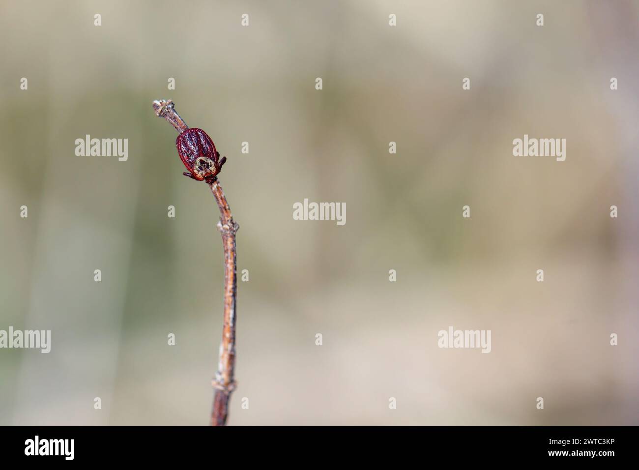 Tick waiting on the tops of shriveled plants for passing hosts, animals ...