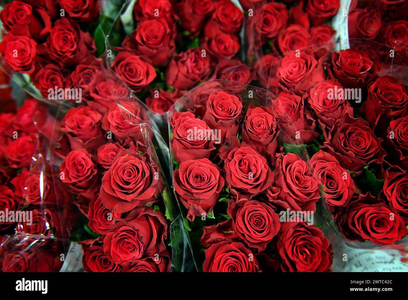 Photo of red roses hi-res stock photography and images - Alamy