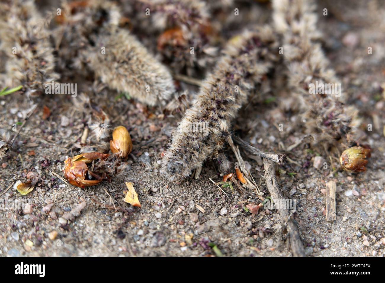 Birch tree pollen in catkins dropped to the ground. Closeup color image ...