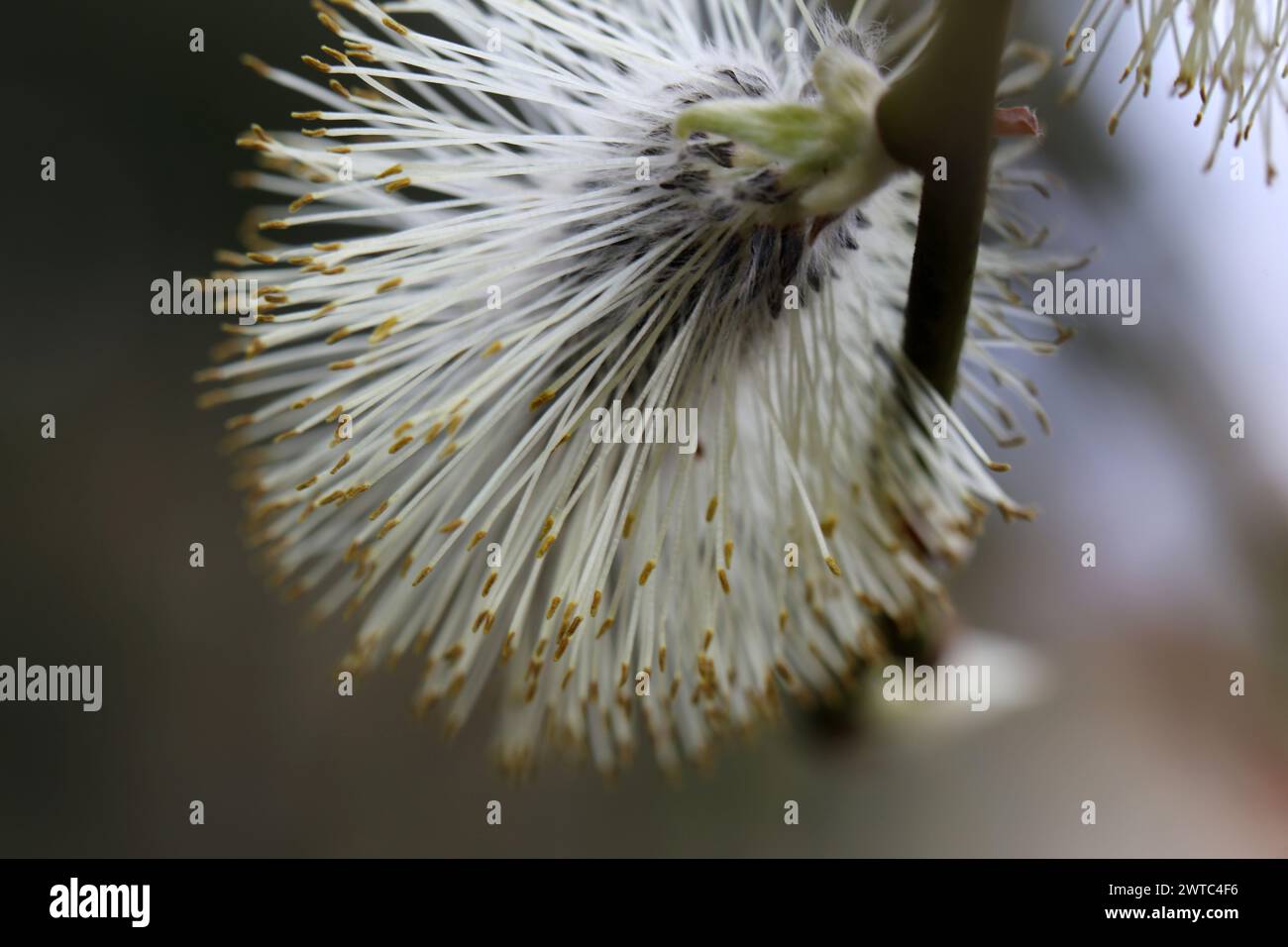 Willow tree bud during the pollen season. Pollen is a common cause of ...