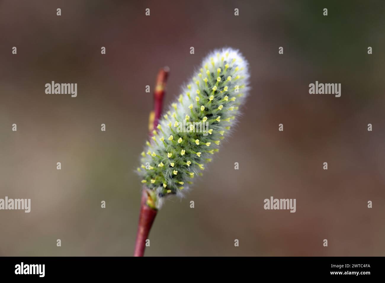 Willow tree bud during the pollen season. Pollen is a common cause of ...