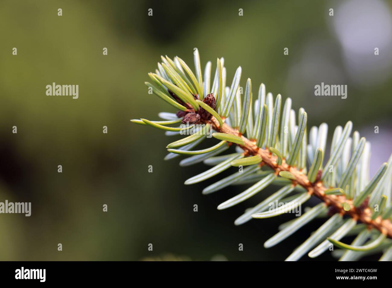 Closeup of a spruce tree branch (FIN: kuusen oksa) photographed in ...