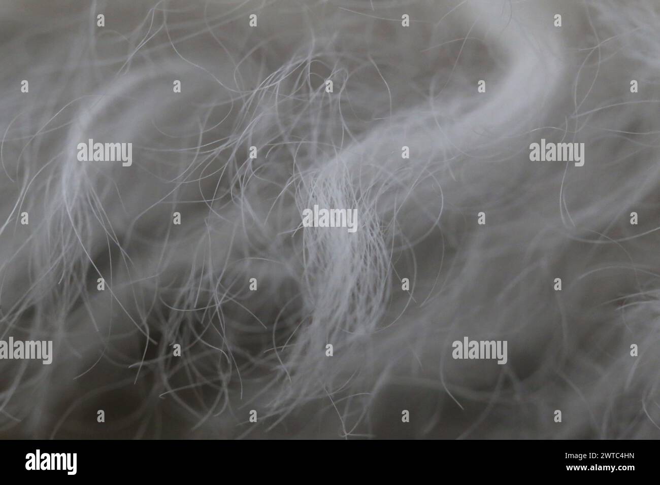 White poodle fur texture in a closeup. Beautiful fluffy, curly hair of ...