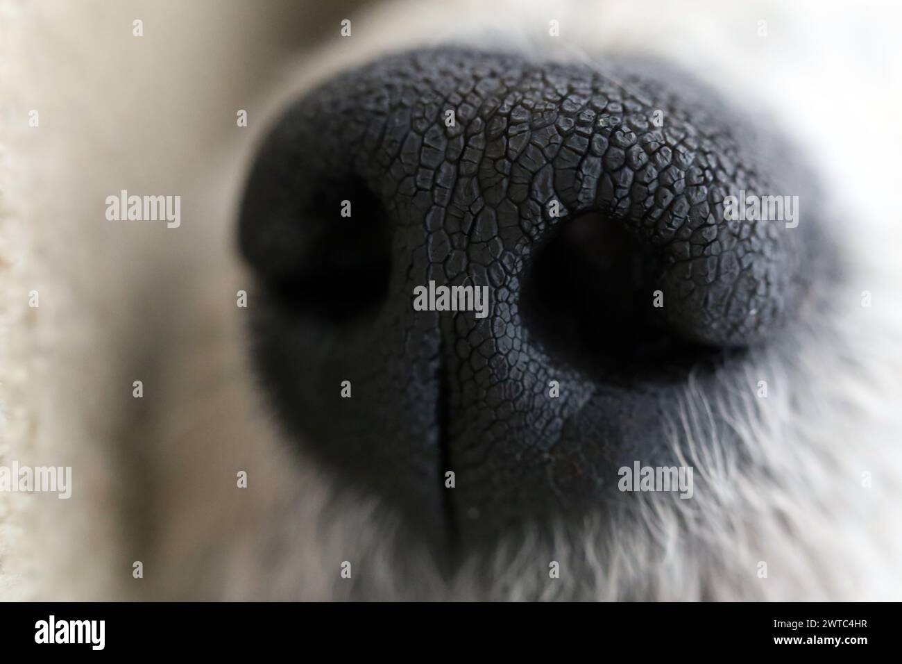 Closeup image of poodle nose. Dogs have amazing sense of smell. They ...