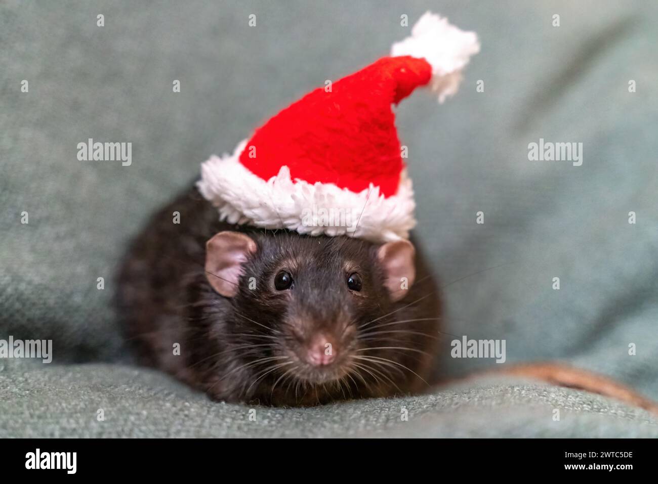 Rat Santa hat. Symbol of the Chinese New Year. Funny black rat Dumbo in ...