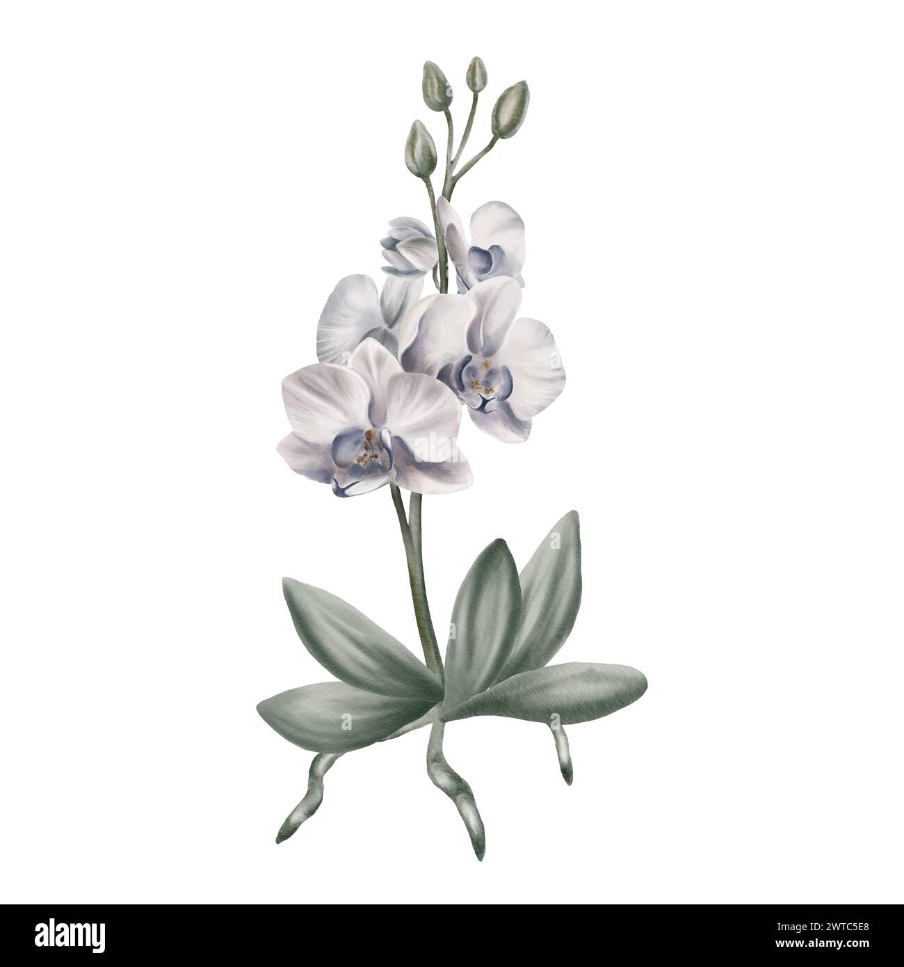 White orchid flower Tropical plants,orchid branch with leaves and roots ...