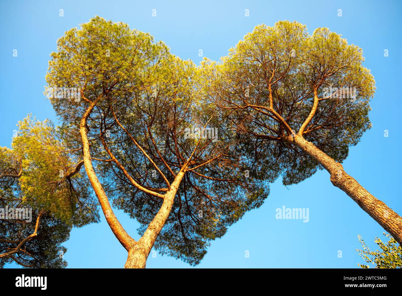 A pine tree with a crown in the shape of a heart Stock Photo - Alamy