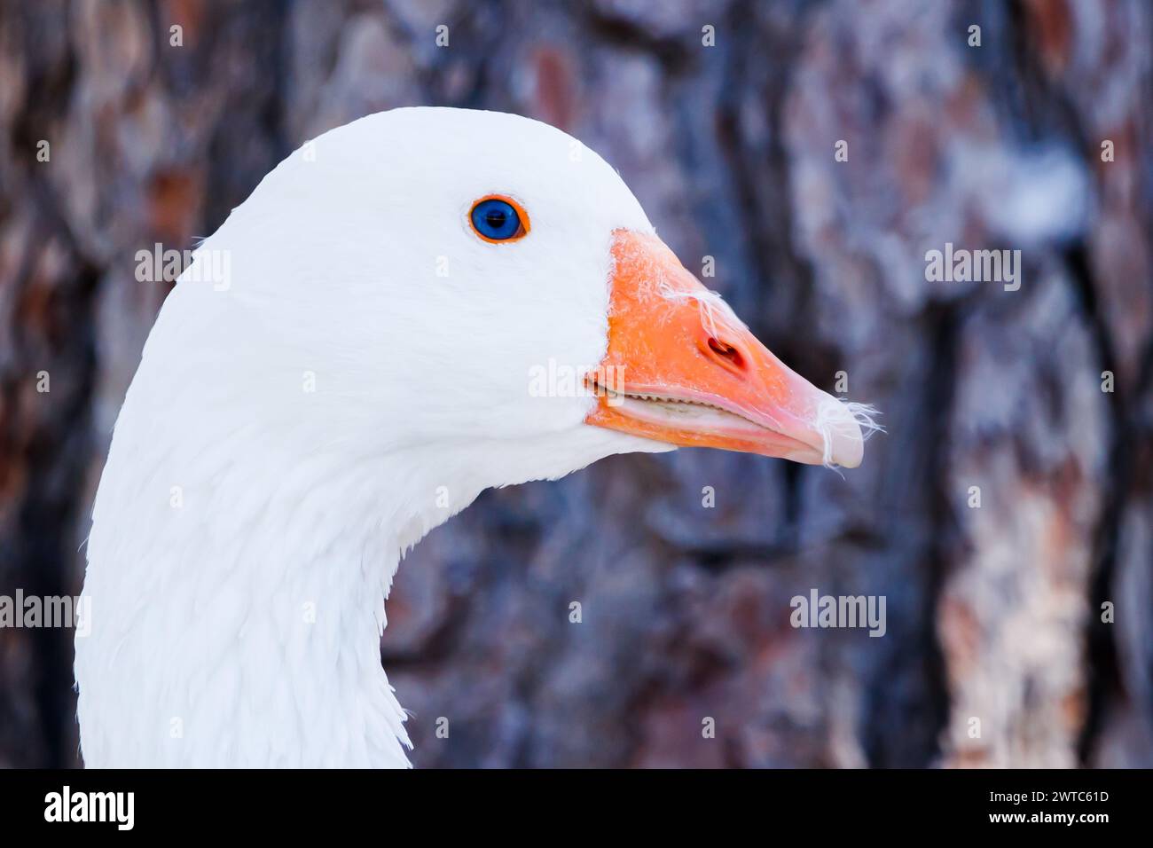 Cute goose hi-res stock photography and images - Alamy