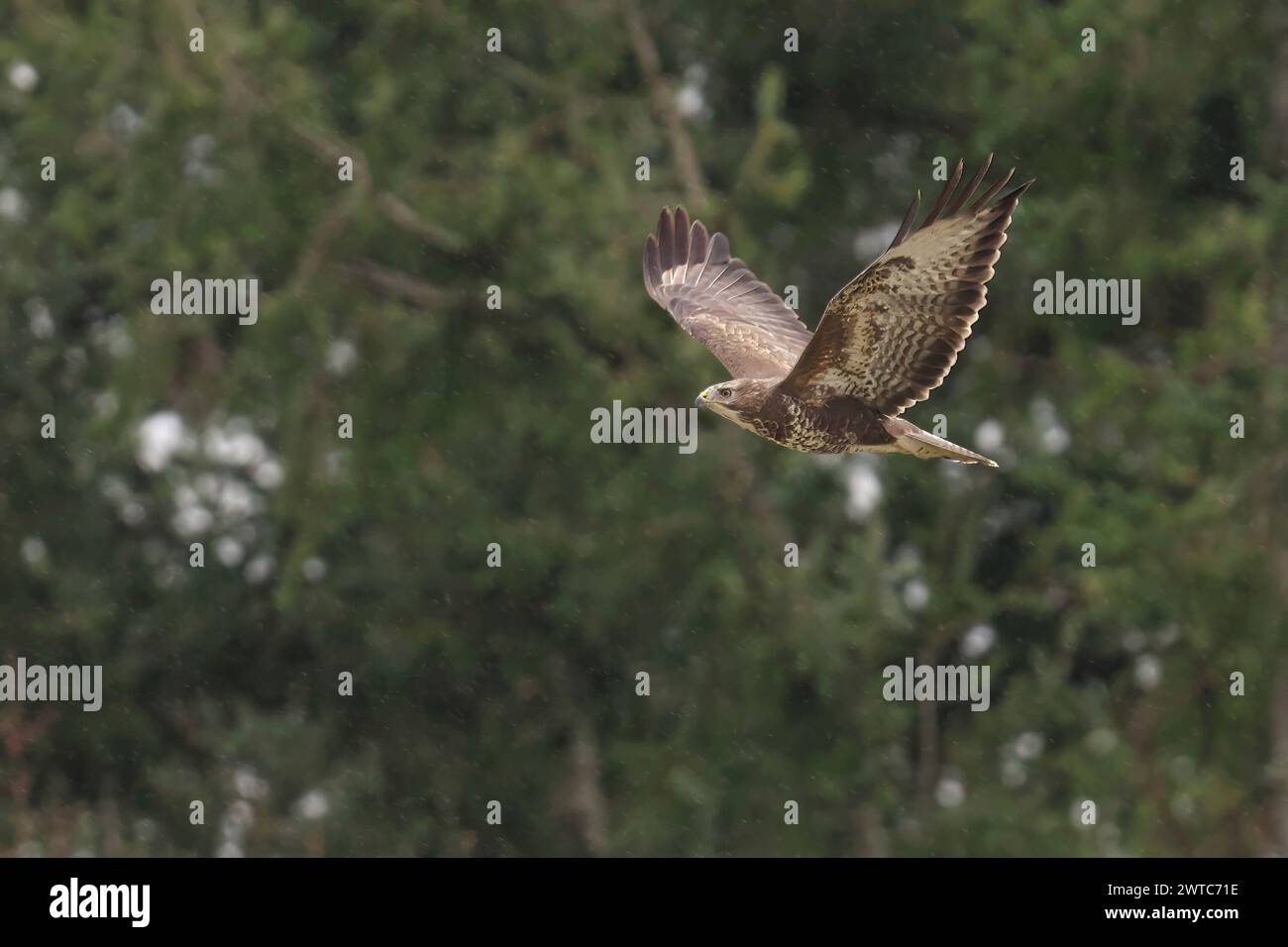 Owl flying trees hi-res stock photography and images - Alamy