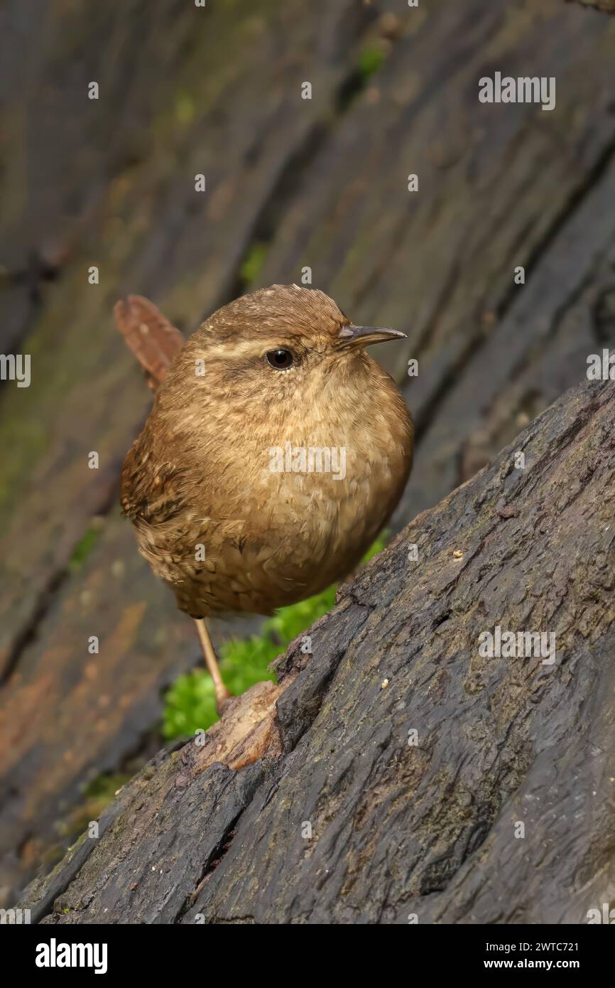 Small bird on rocks hi-res stock photography and images - Alamy