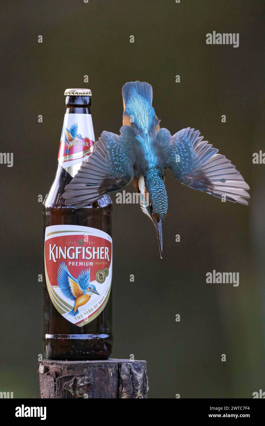 A wild kingfisher is happy to use a bottle of kingfisher lager as a ...