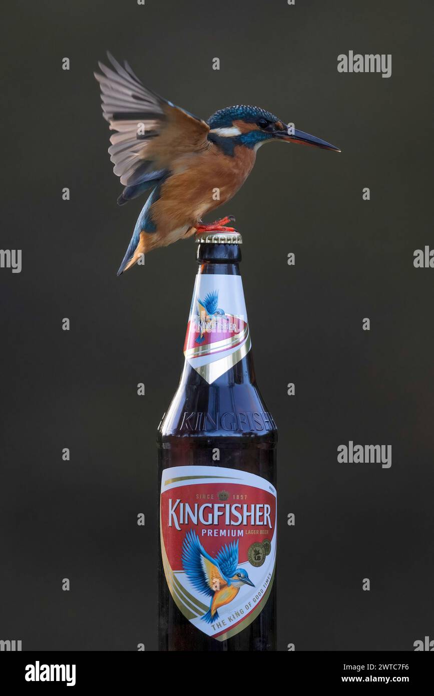 A wild kingfisher is happy to use a bottle of kingfisher lager as a ...