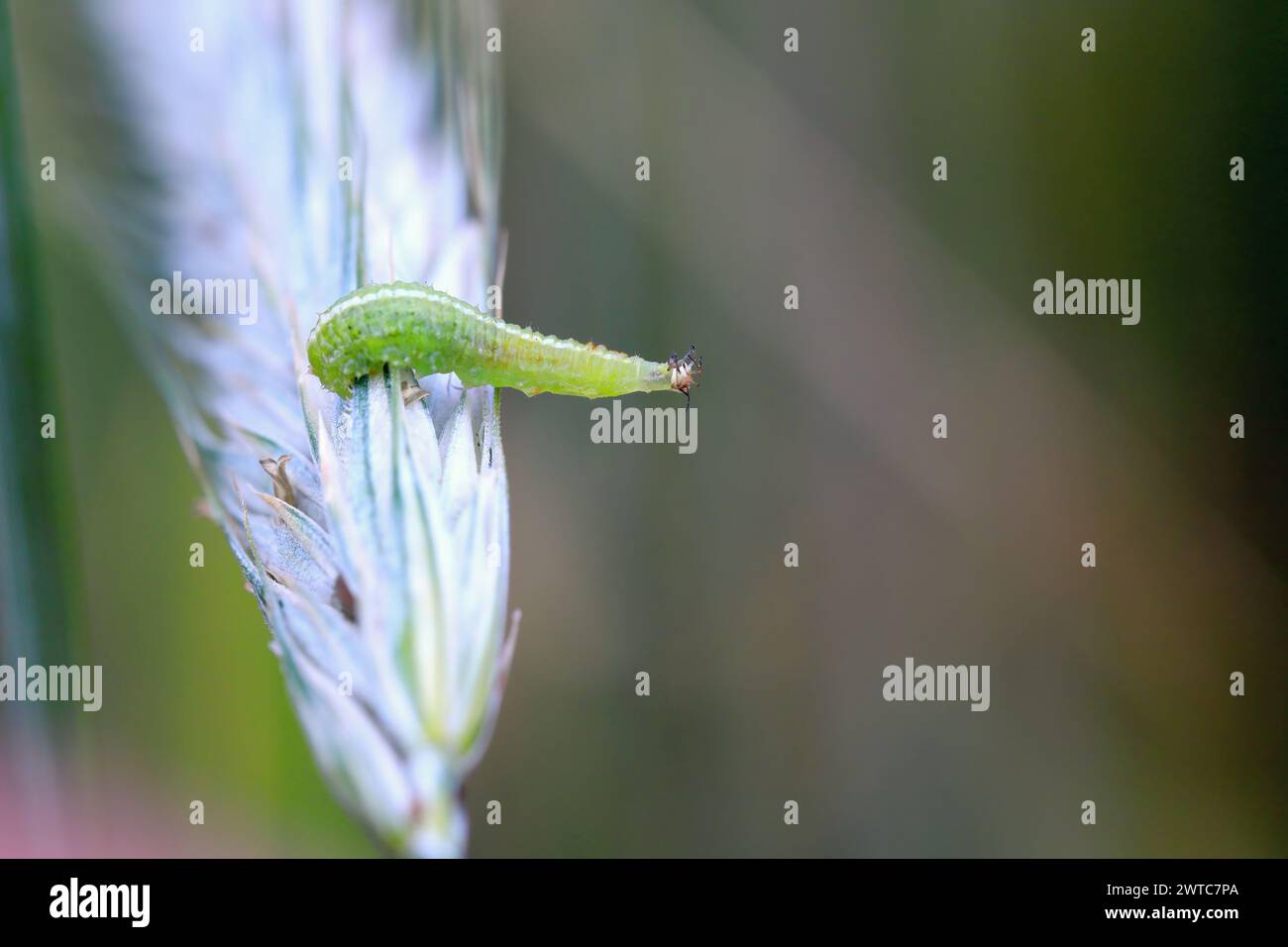 The larva of a fly from the family Syrphidae, Hoverfly with a hunted ...