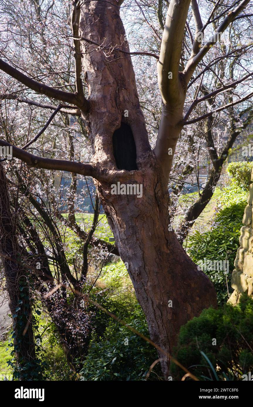 A secret hollow in a tree set in park landscape Stock Photo - Alamy