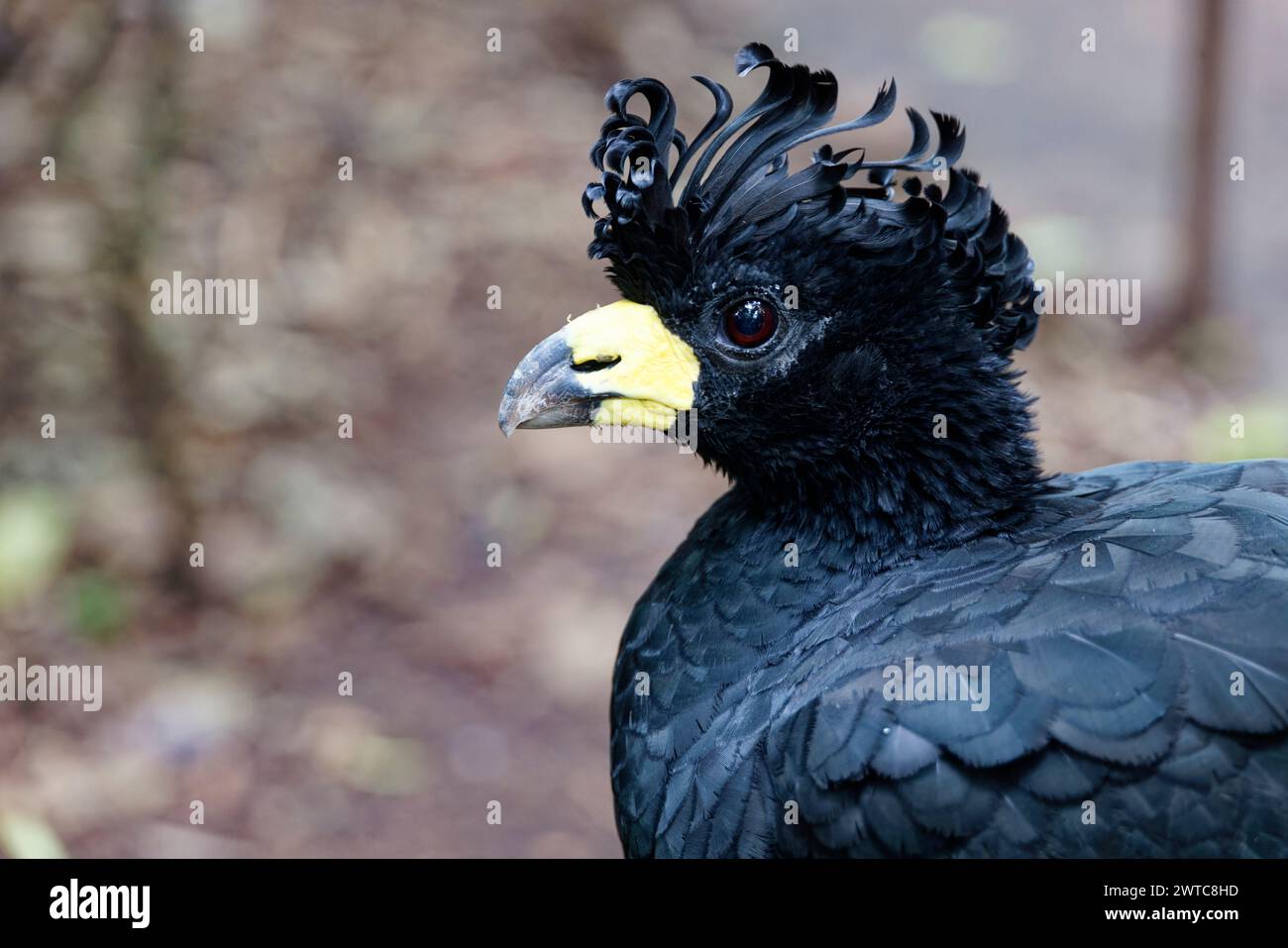 Foz do Iguaçu, Brazil. 19th Jan, 2024. The Parque das Aves (Bird Park ...