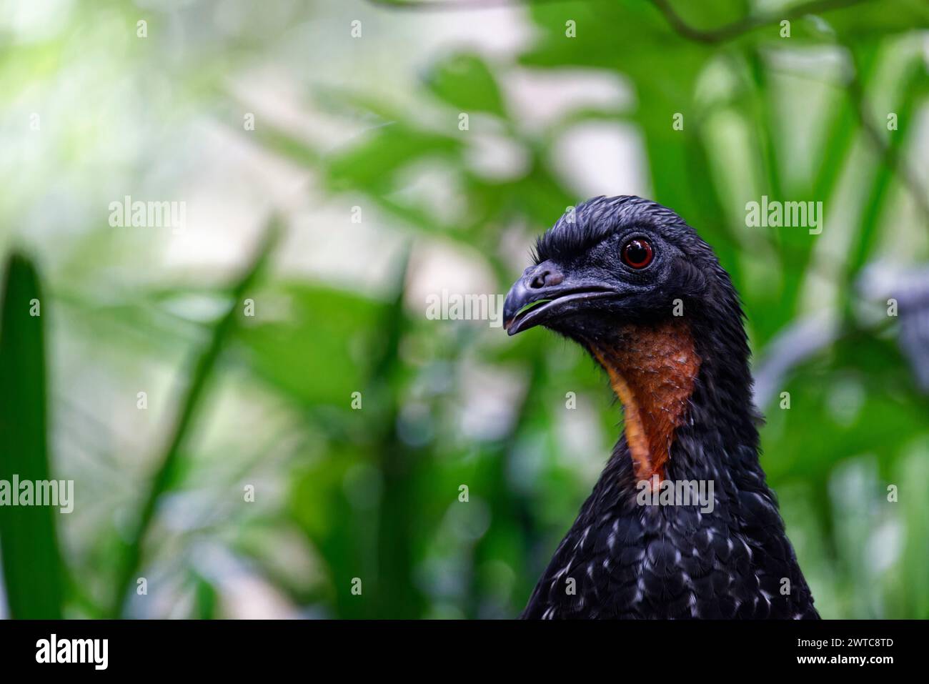 Foz do Iguaçu, Brazil. 19th Jan, 2024. The Parque das Aves (Bird Park ...