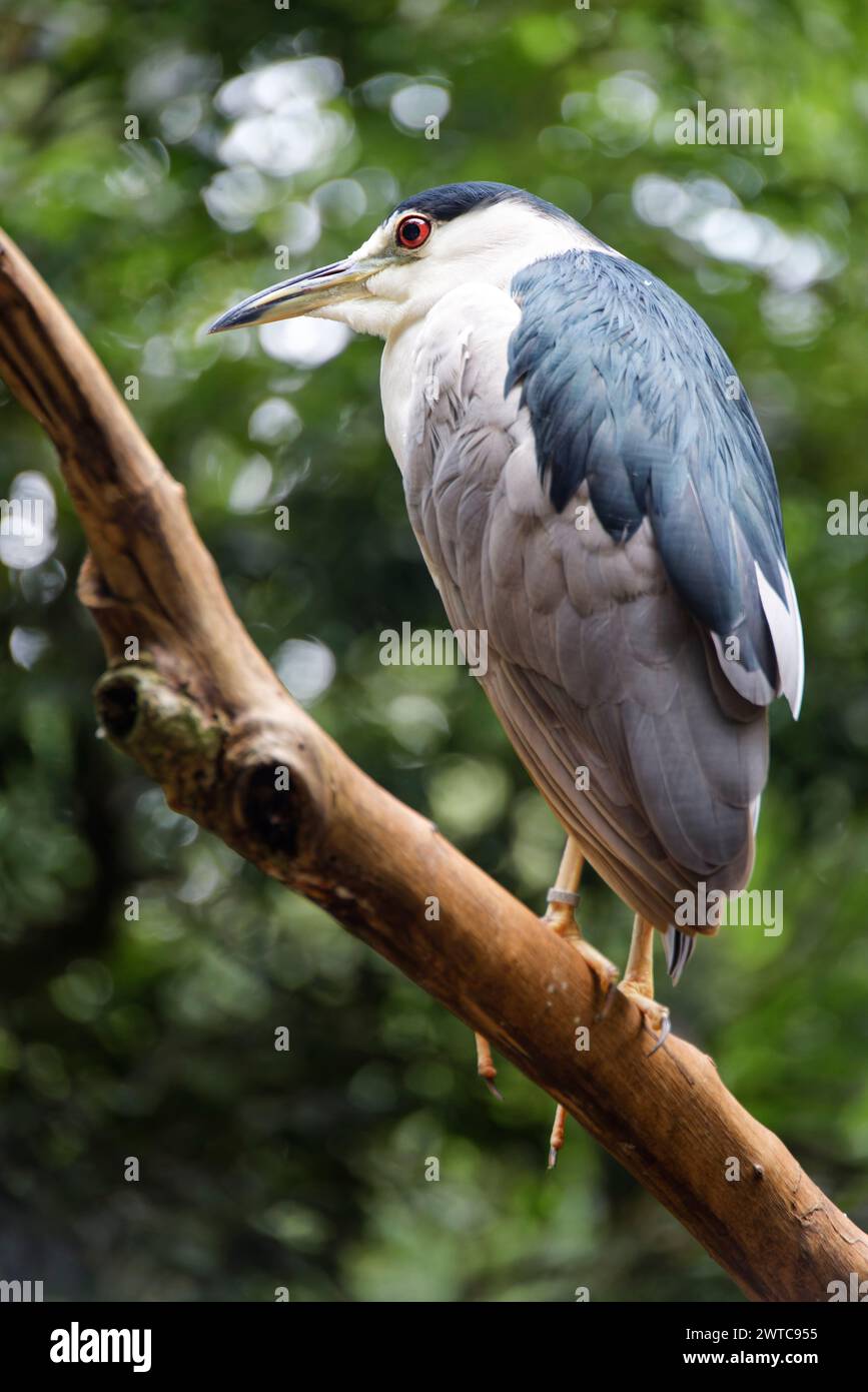 Foz do Iguaçu, Brazil. 19th Jan, 2024. The Parque das Aves (Bird Park ...