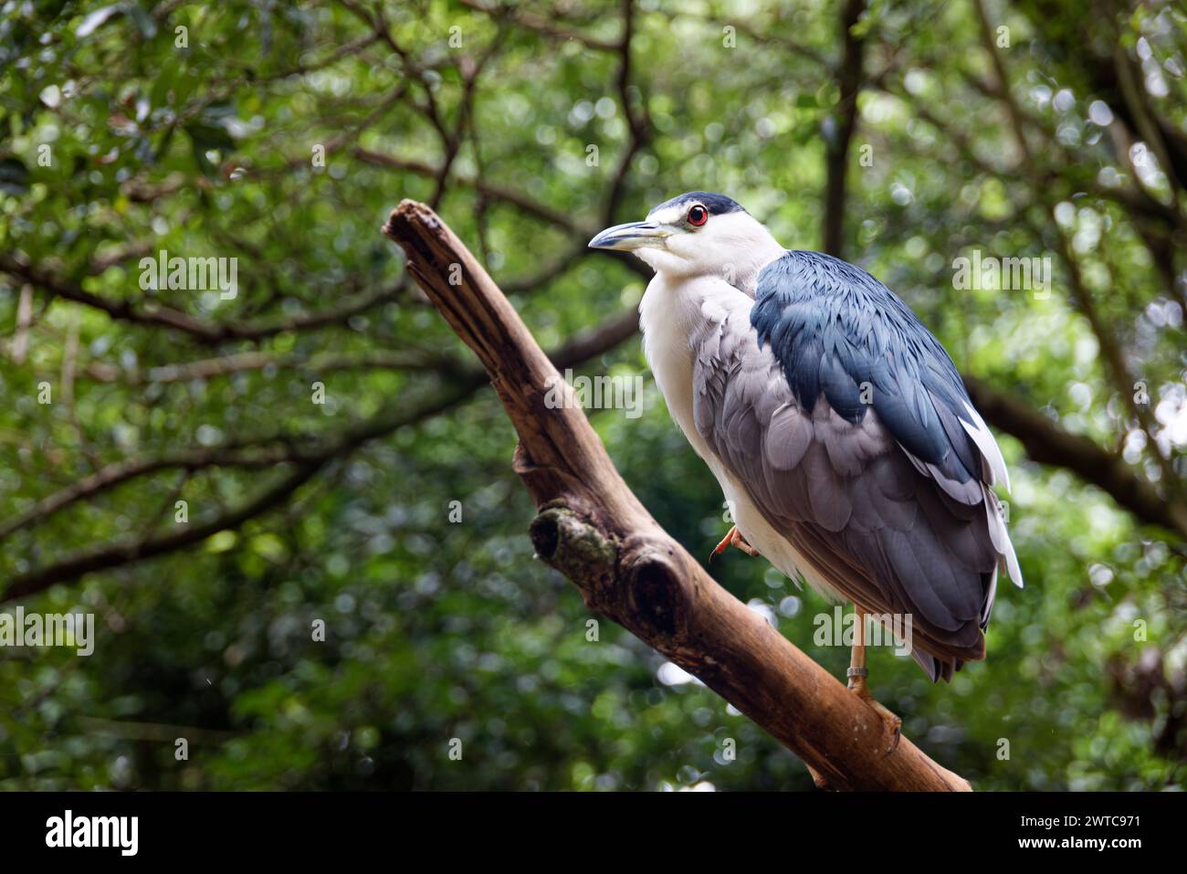 Foz do Iguaçu, Brazil. 19th Jan, 2024. The Parque das Aves (Bird Park ...