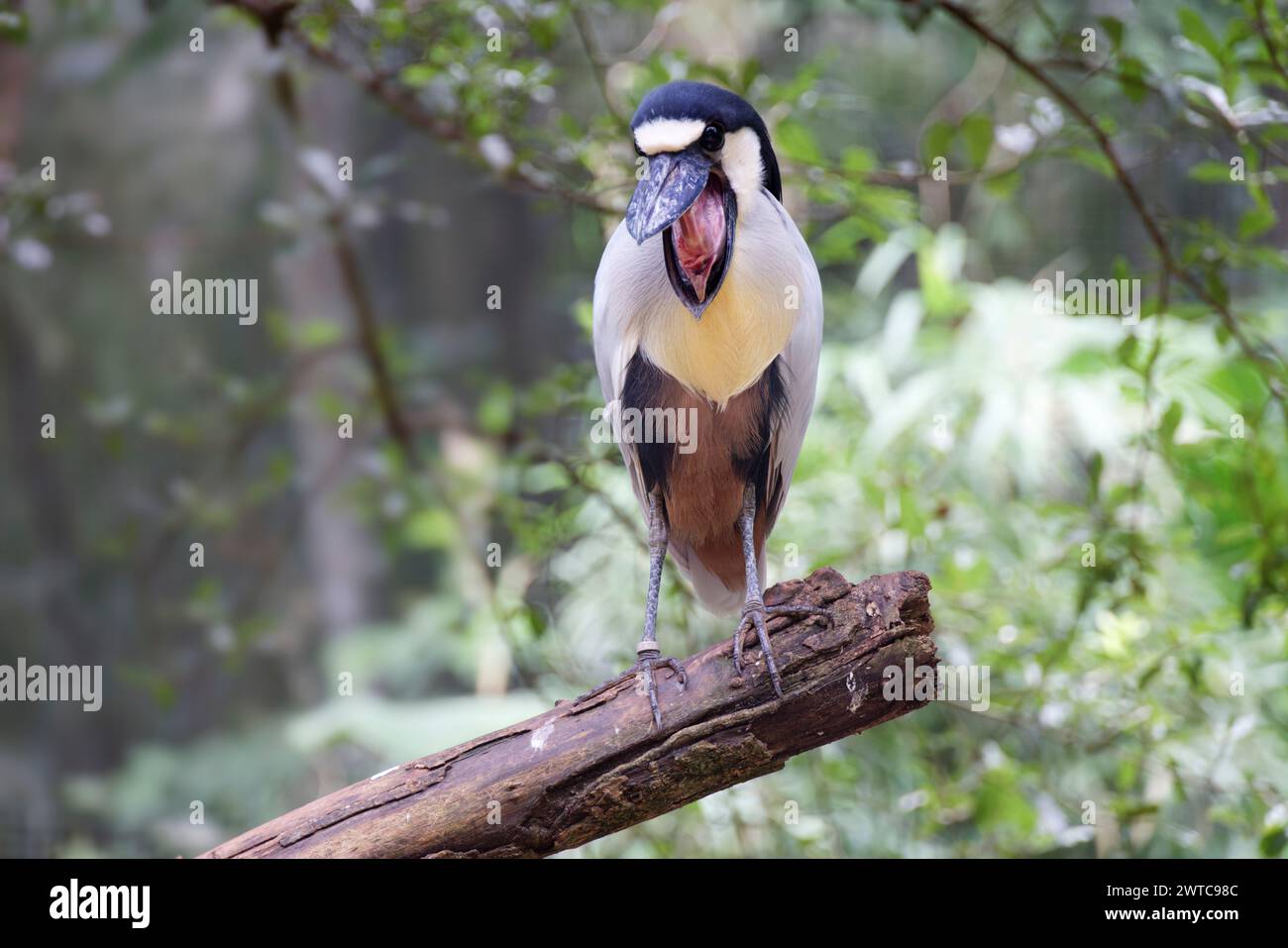 Foz do Iguaçu, Brazil. 19th Jan, 2024. The Parque das Aves (Bird Park ...
