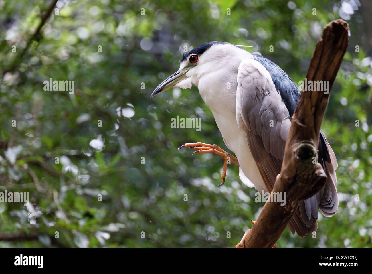 Foz do Iguaçu, Brazil. 19th Jan, 2024. The Parque das Aves (Bird Park ...