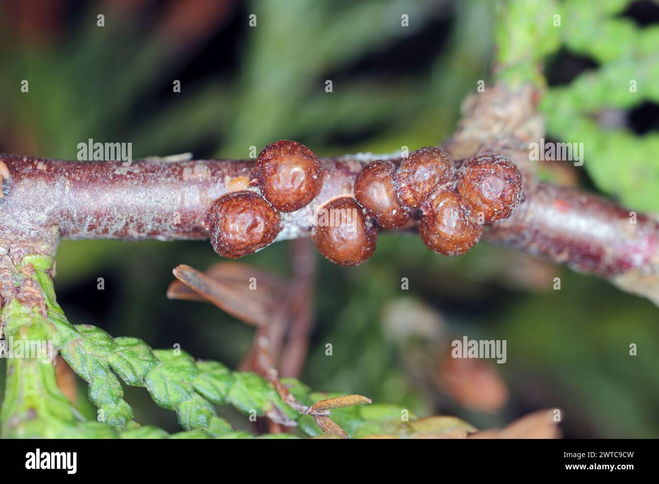 Fletcher scale, Arborvitae soft scale, Thuja soft scale ...