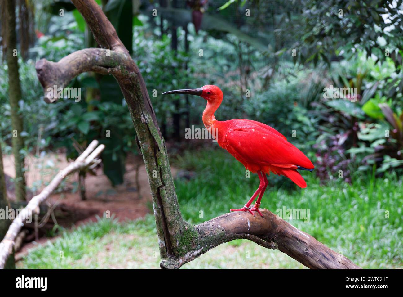 Foz do Iguaçu, Brazil. 19th Jan, 2024. The Parque das Aves (Bird Park ...
