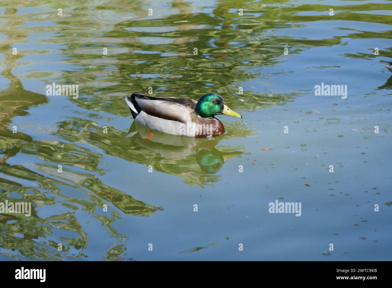 Las Vegas, Nevada, USA 8th March 2024 Mallard Duck in Lake at Palm Memorial Park on March 8 ...