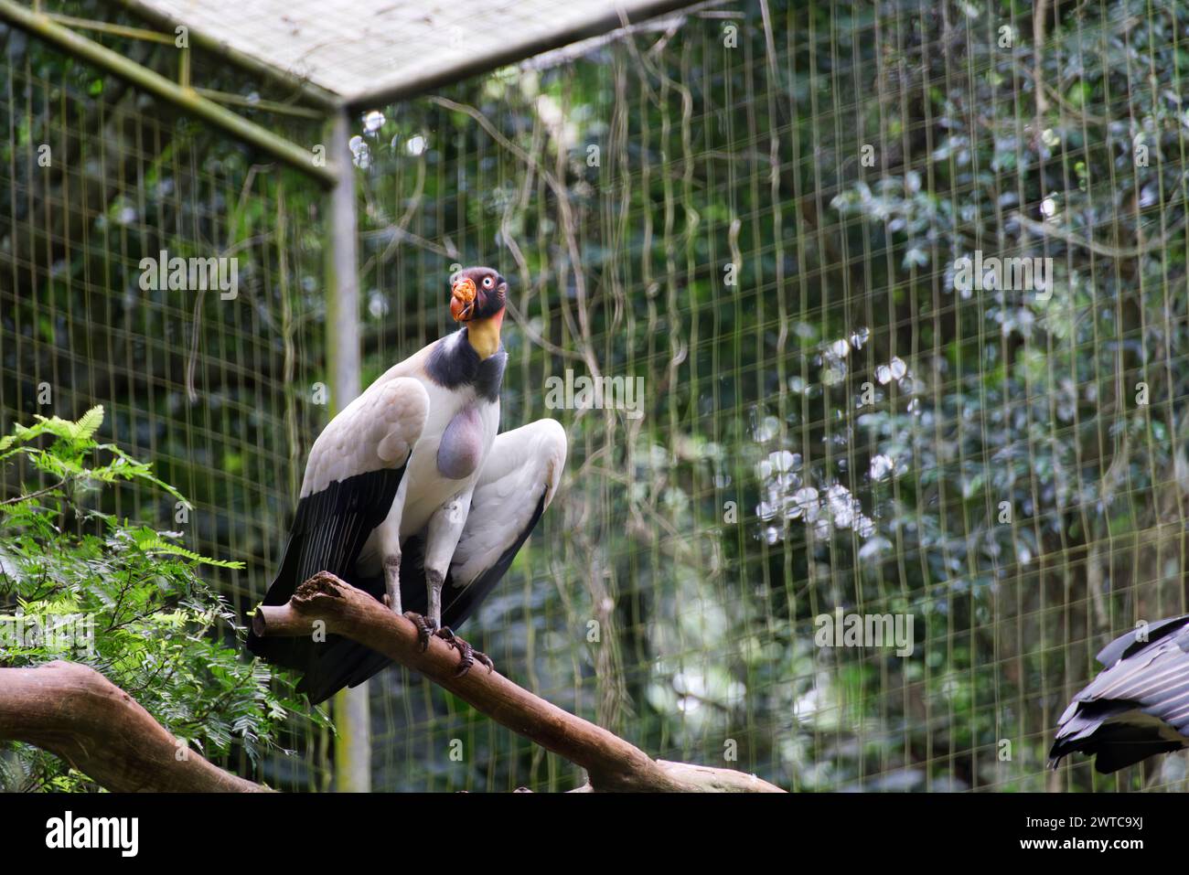 Foz do Iguaçu, Brazil. 19th Jan, 2024. The Parque das Aves (Bird Park ...