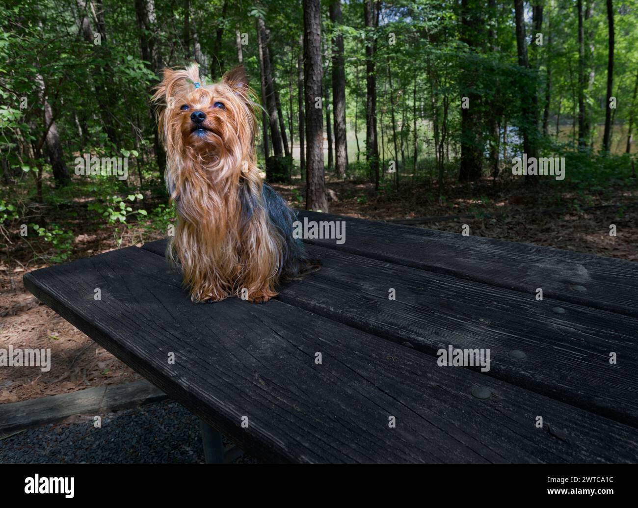 Yorkie waiting patiently on a picnic table in a forested campsite Stock ...