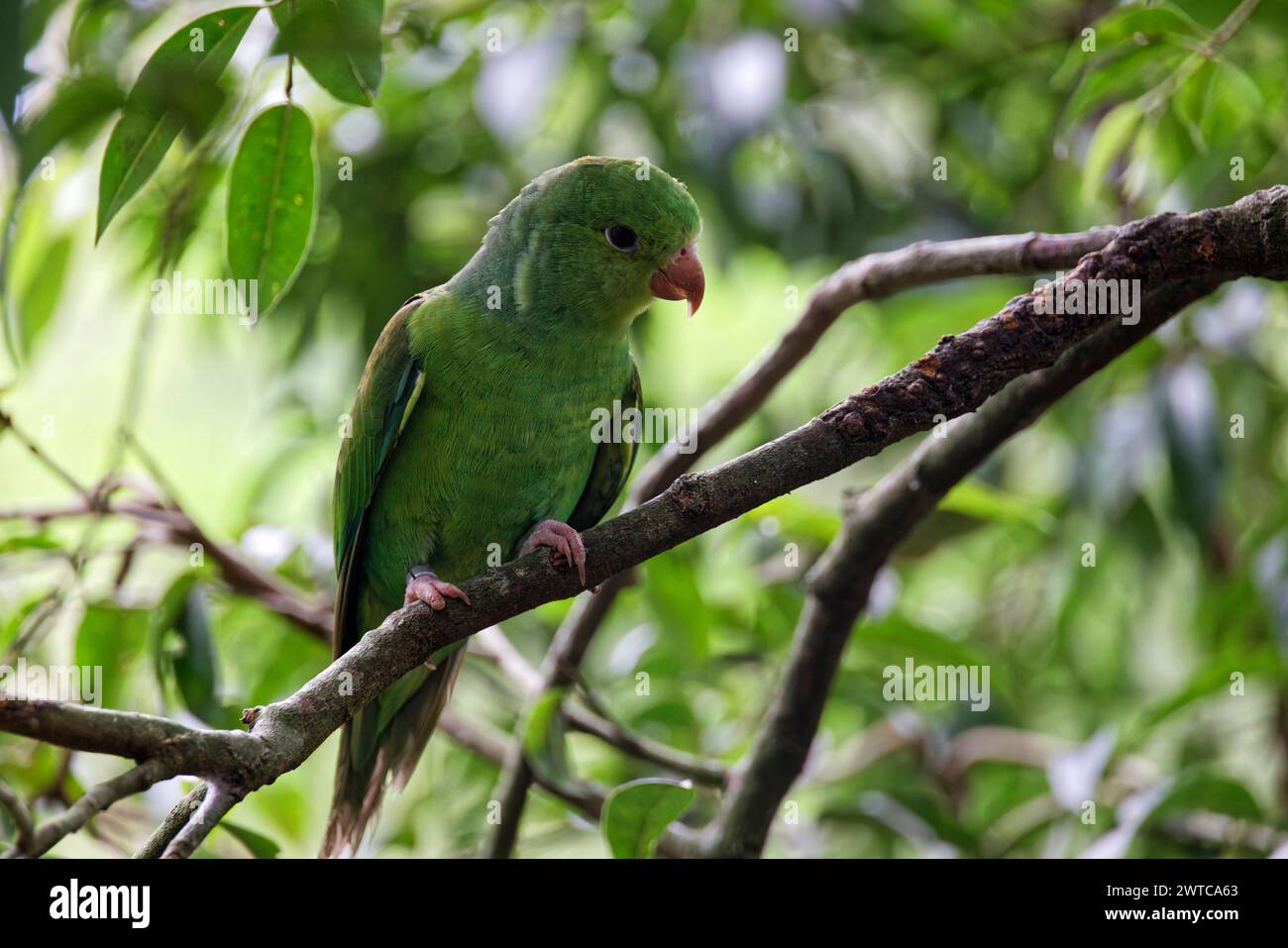 Foz do Iguaçu, Brazil. 19th Jan, 2024. The Parque das Aves (Bird Park ...