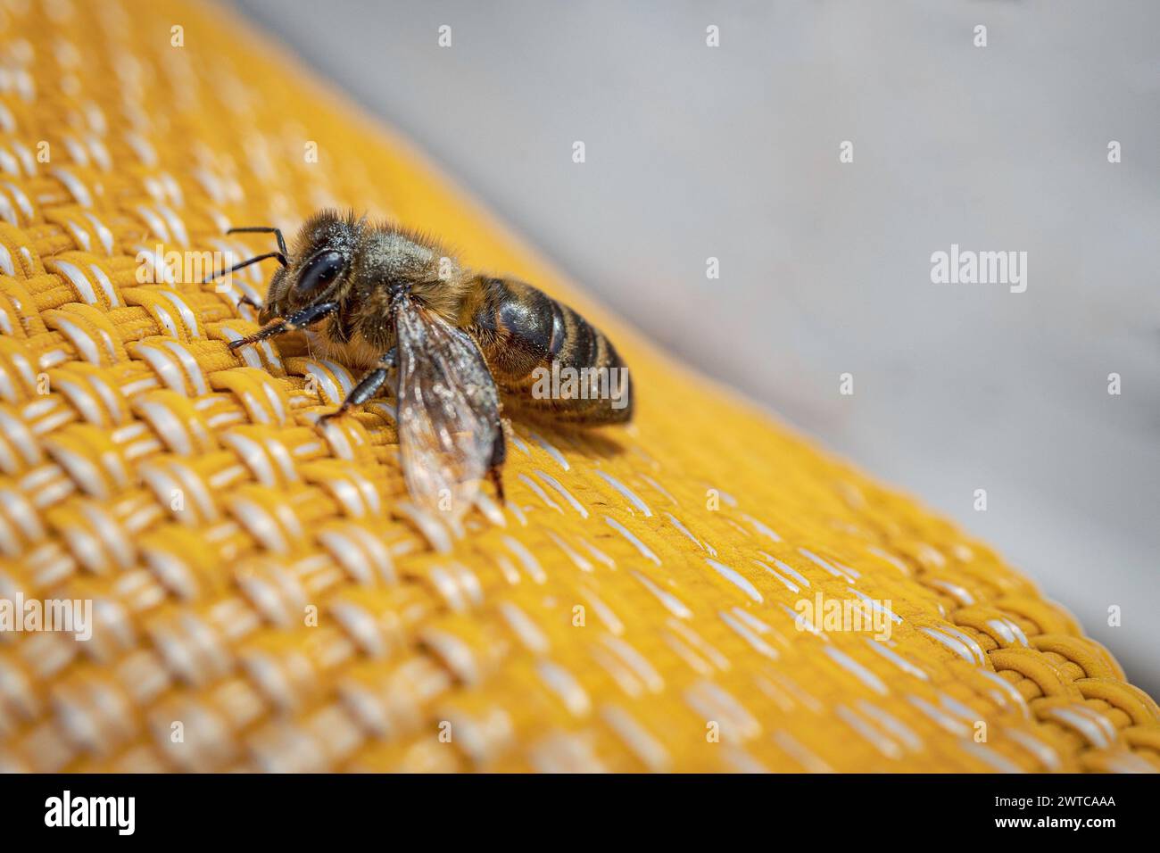 Bee loaded with pollen on its body resting on a yellow surface. Concept ...