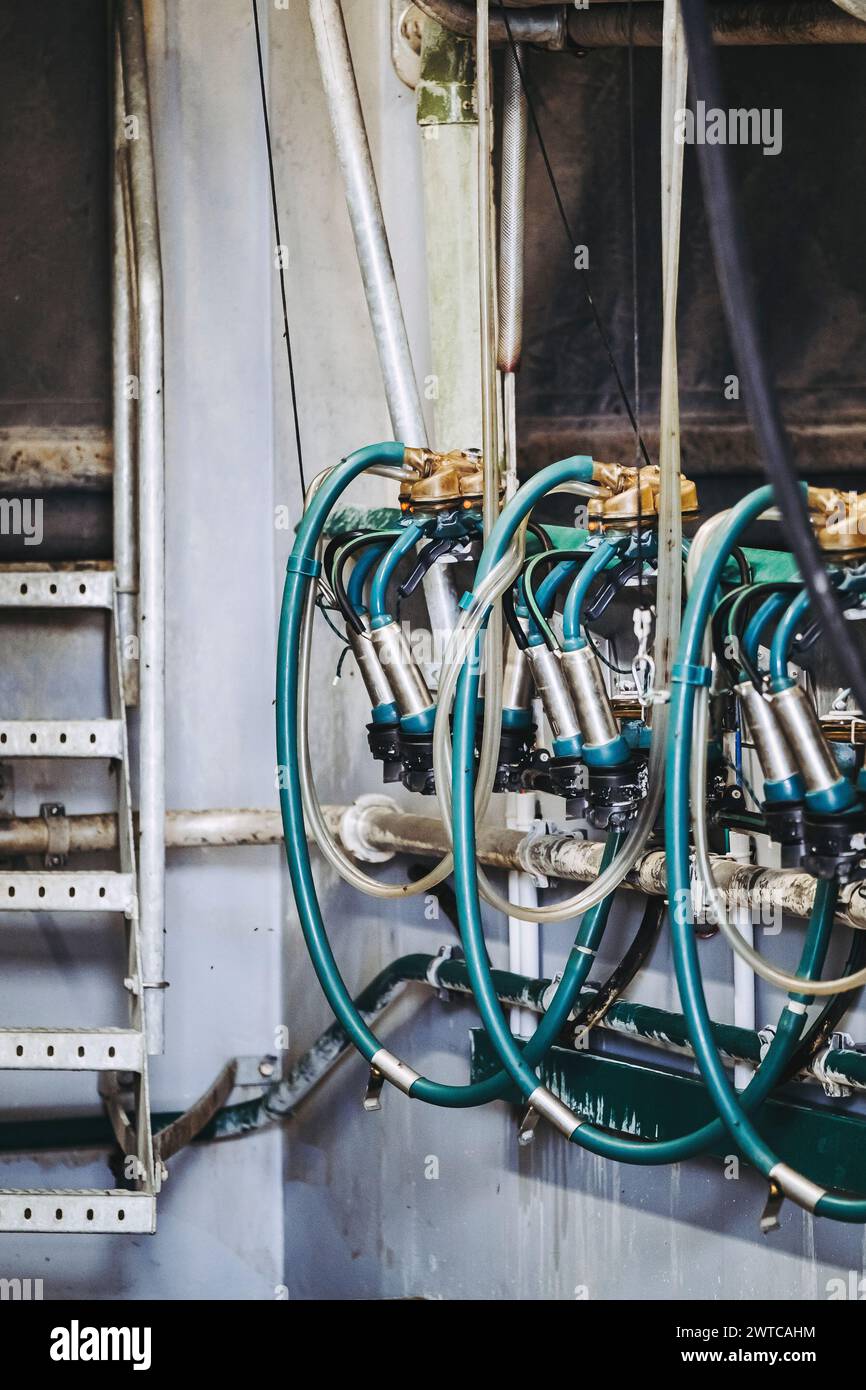 Equipment for automated cow milking on a cattle breeding farm Stock ...