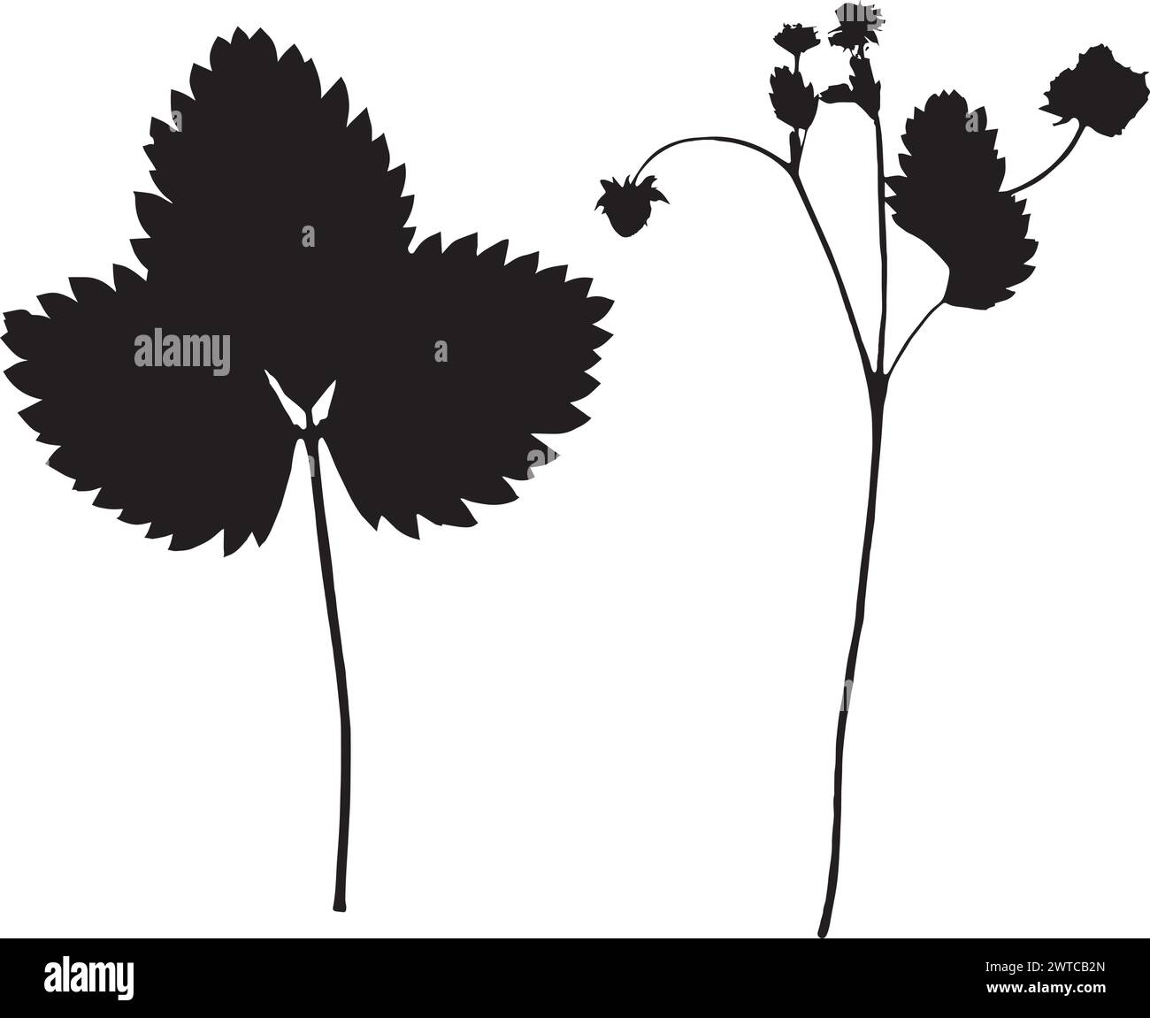 Strawberry plant, vector illustration from a herbarium Stock Vector ...