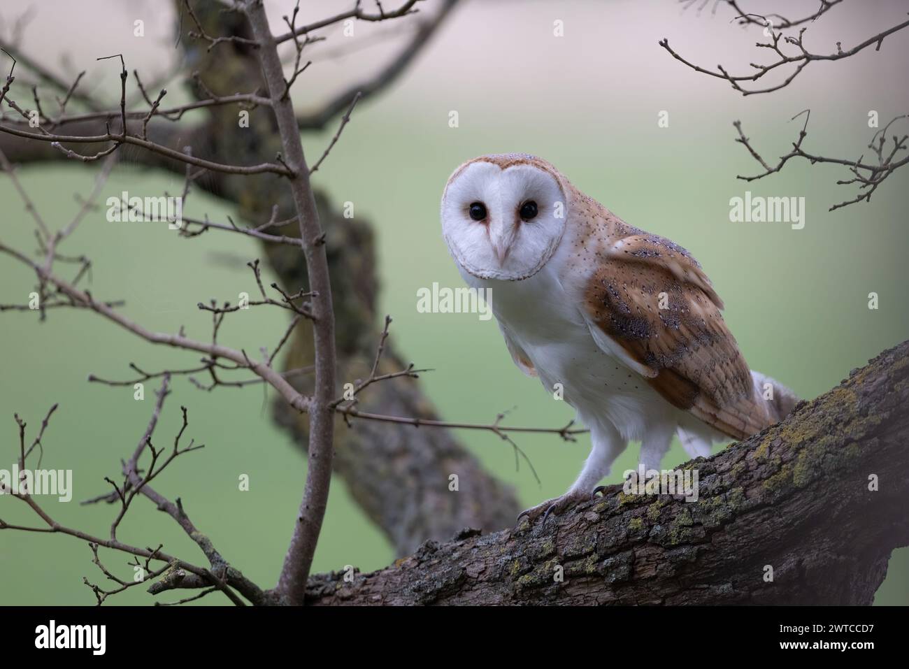 A wild barn owl in an Oak tree in the Chess valley in Buckinghamshire ...