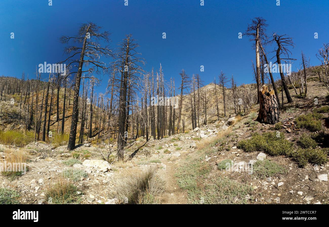 A forest with dead trees and a clear blue sky. Scene is somber and ...