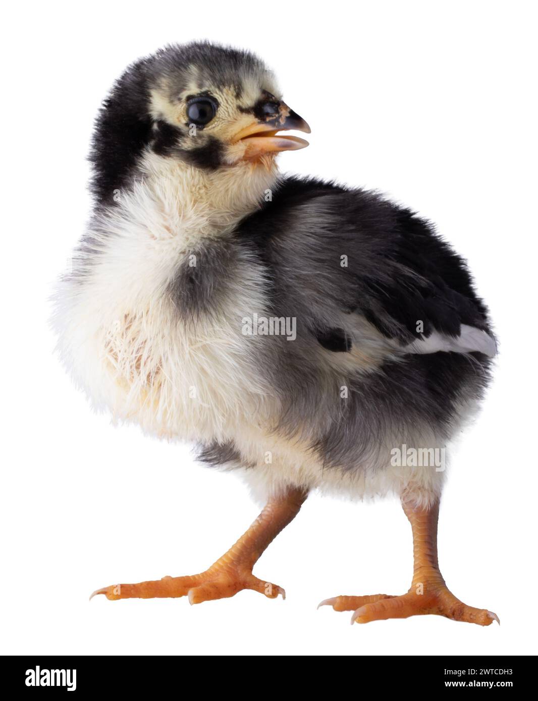 White australorp chicken in hi-res stock photography and images - Alamy