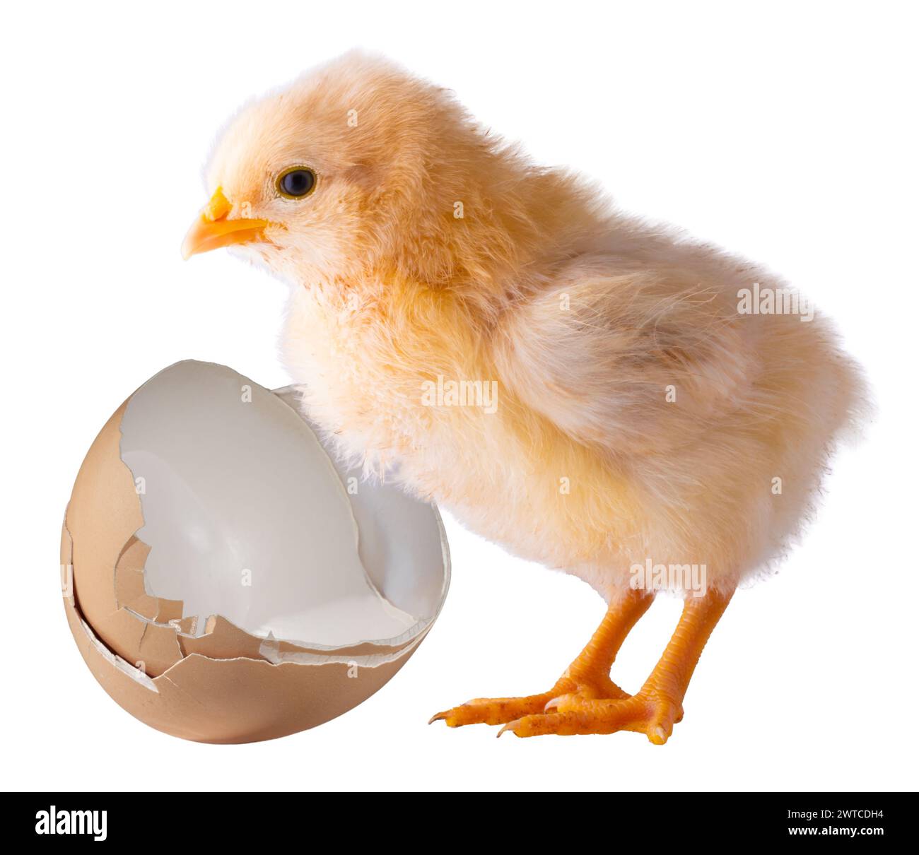 Buff Orpington chicken chick with a broken egg isolated in a studio ...