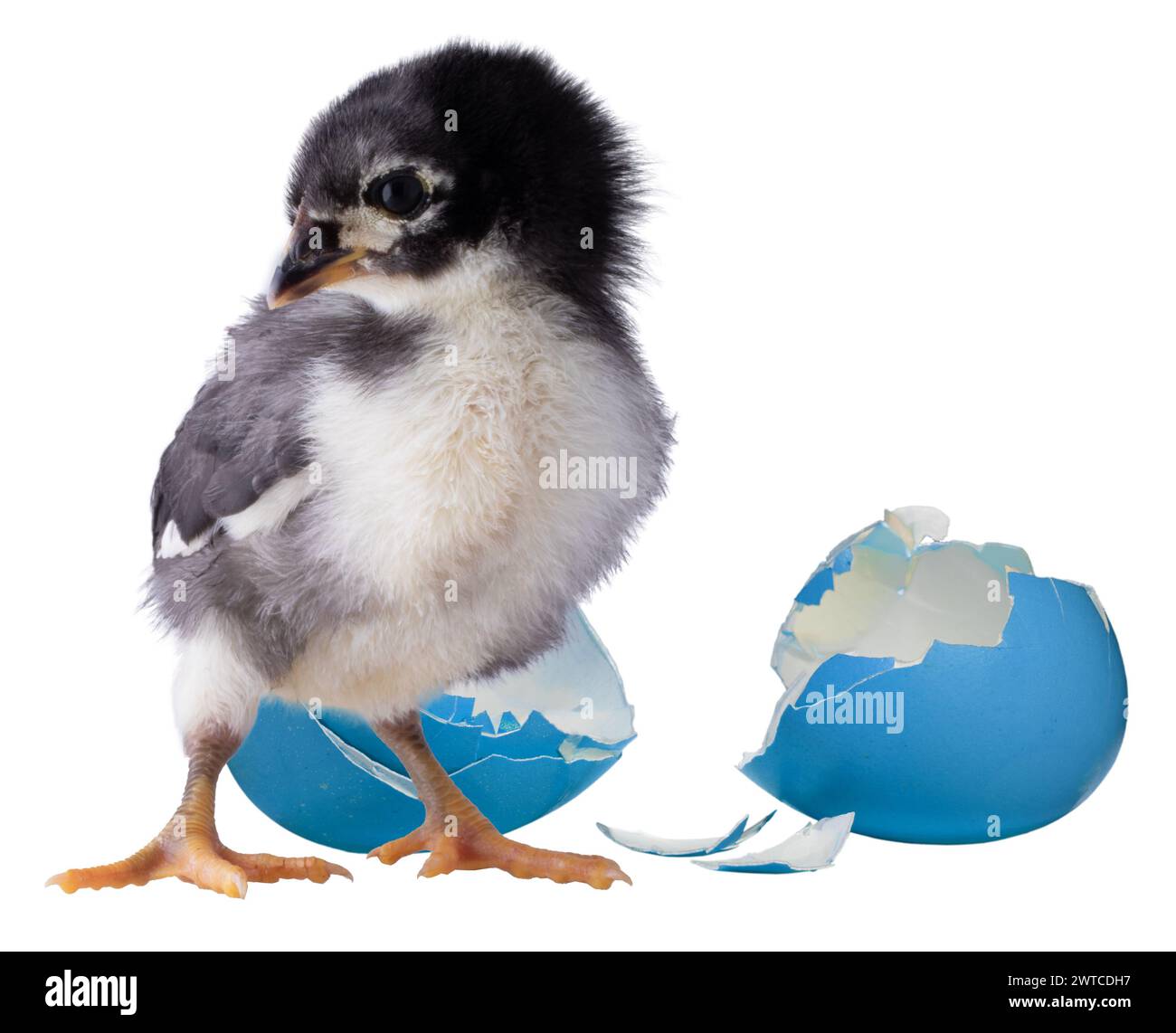 Blue egg shell broken open with a black and white Austerlorp chicken ...