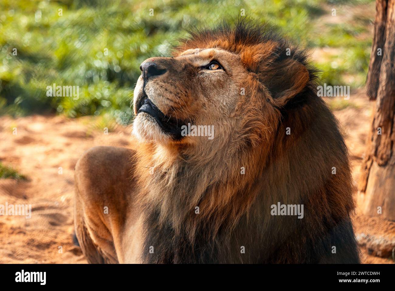 Barbary lion, also called the North African lion, Atlas lion and ...