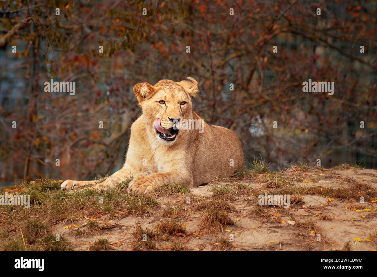 Female lion licking its lips while lying on grass. The barbary lion ...