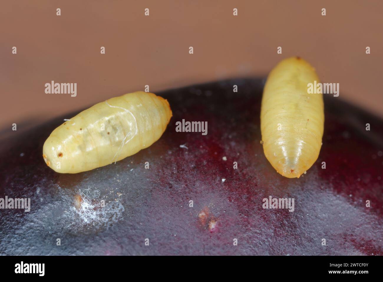 Olive fruit damaged by Olive Fruit fly Bactrocera oleae. One of the ...