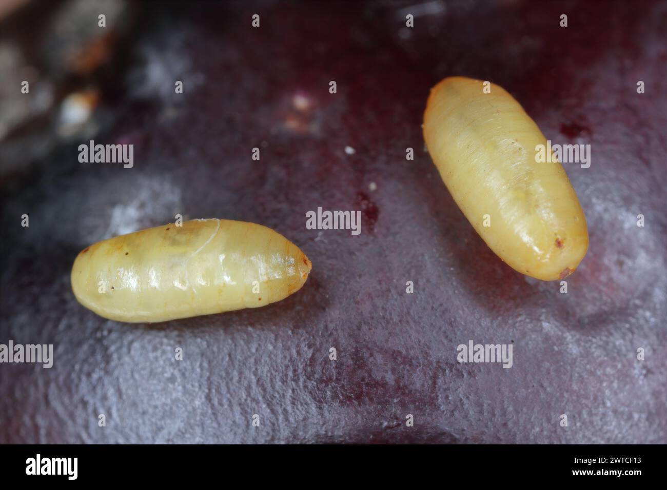 Olive fruit damaged by Olive Fruit fly Bactrocera oleae. One of the ...