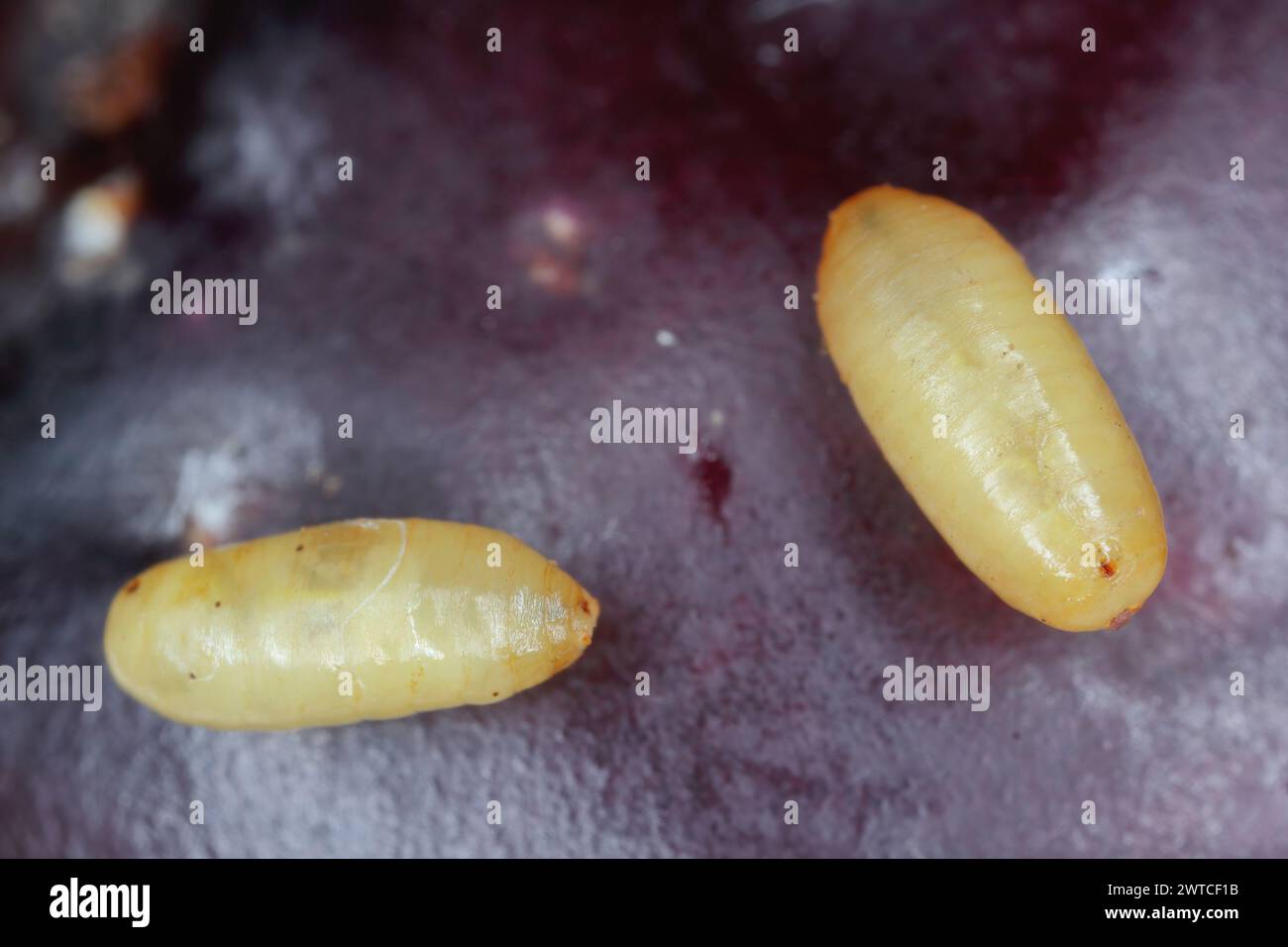 Olive fruit damaged by Olive Fruit fly Bactrocera oleae. One of the ...