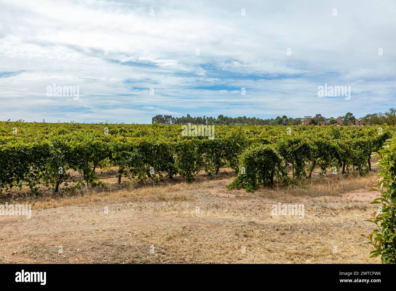 Barossa Valley vineyard, Murray street vineyards grapes growing on the ...
