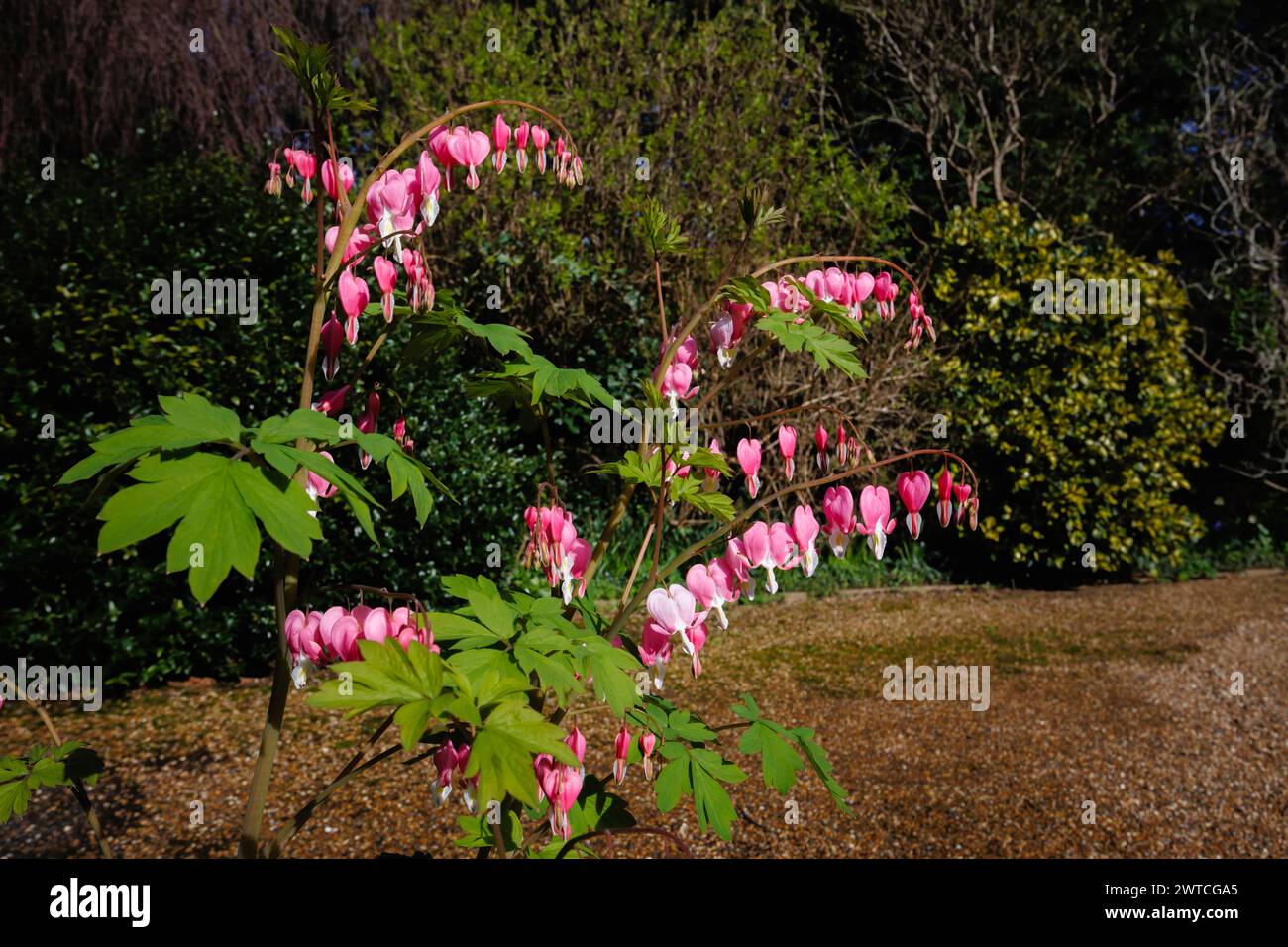 Heart-shaped pink flowers and a white drop-like petal of Lamprocapnos ...