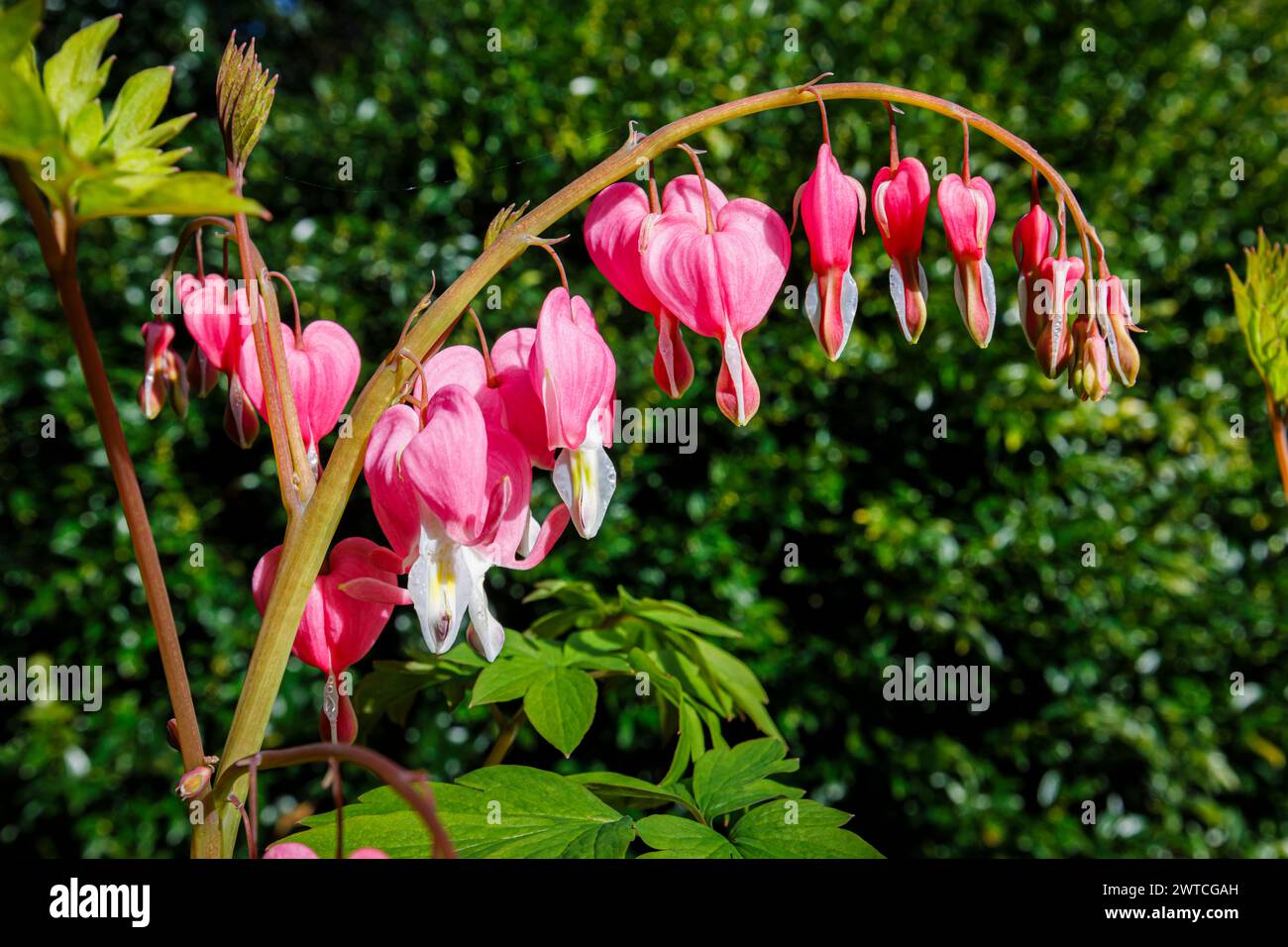 Heart-shaped pink flowers and a white drop-like petal of Lamprocapnos ...