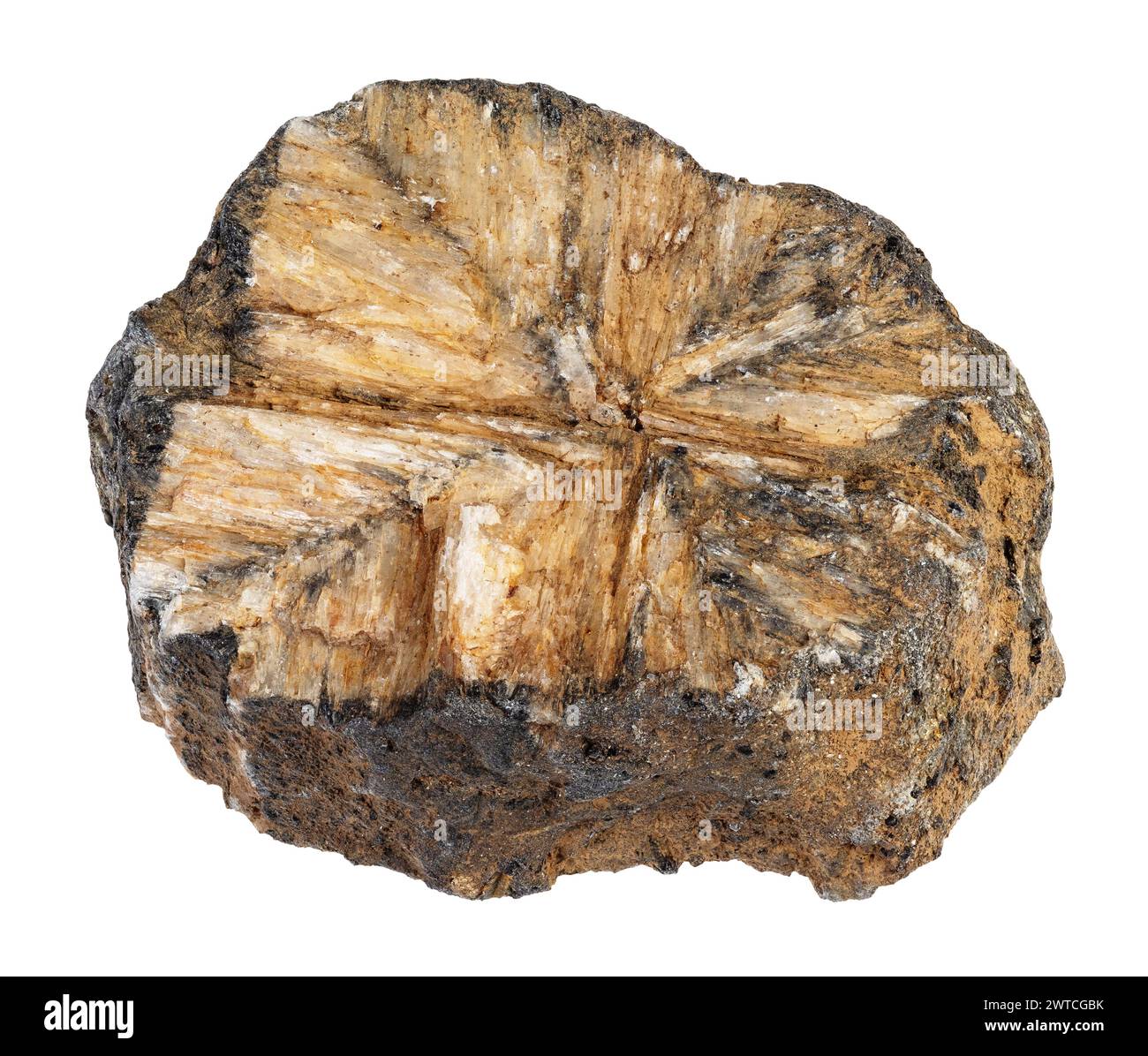 specimen of natural raw chiastolite mineral cutout on white background ...